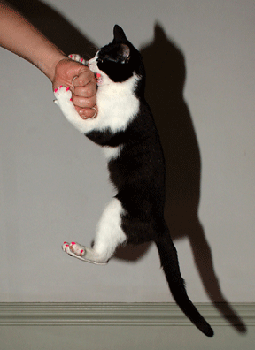 L’agressivité chez le chat : motivations et solutions – Centre Kami