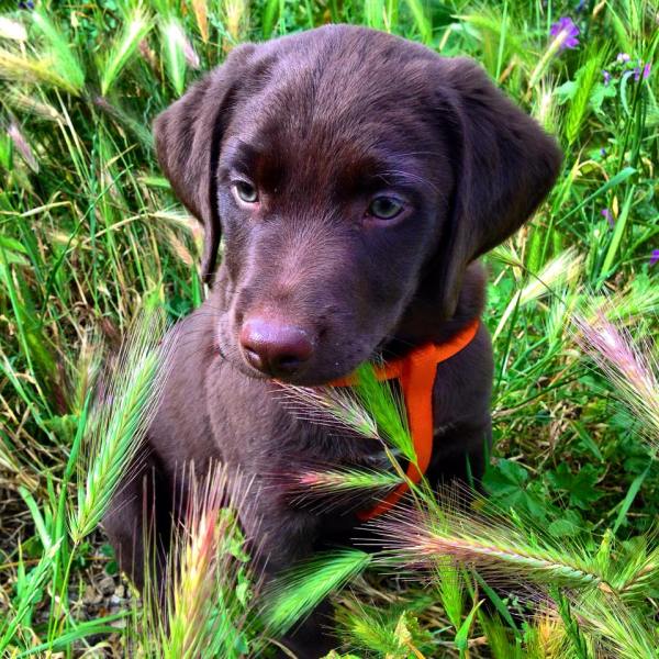 Apprendre la propreté à un chiot – Centre Kami
