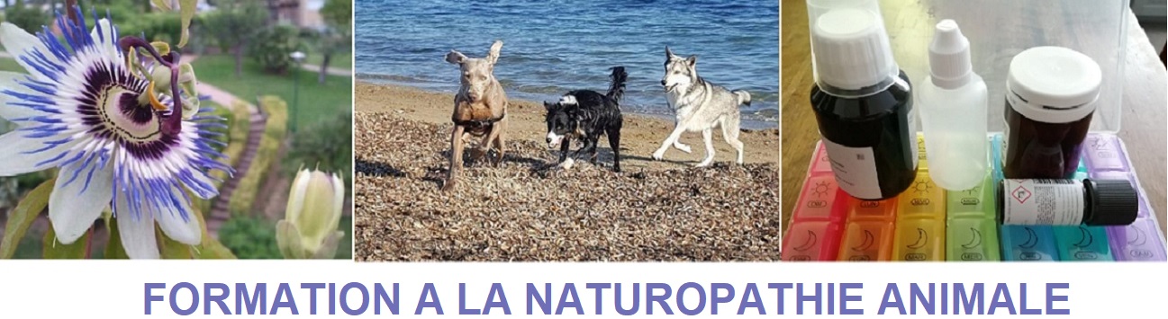Formation Naturopathie Animale – Centre Kami